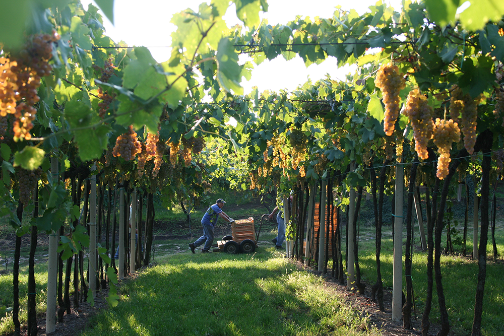 Pieropan 2018 Soave Classico Calvarino | IntoWine